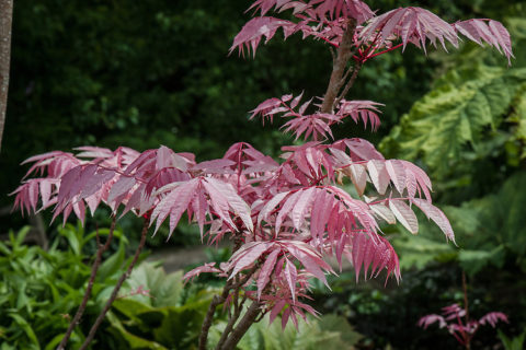 Acajou de Chine | www.lesjardinsdutescou.com